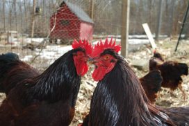Rooster Behavior in Your Backyard Flock - Backyard Poultry